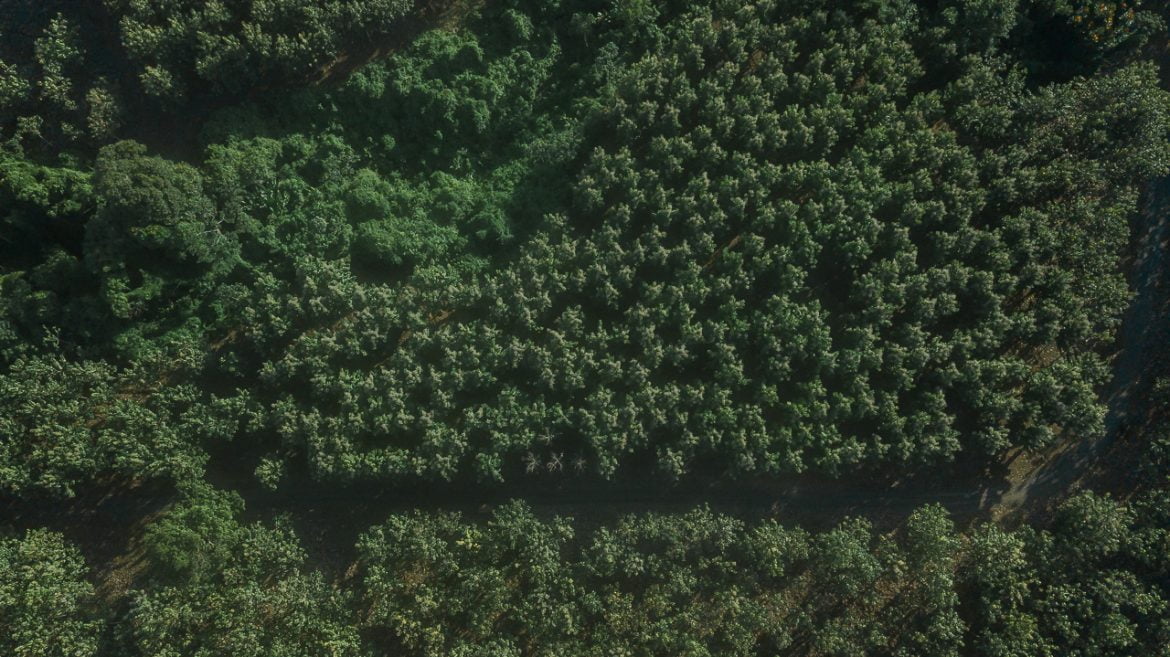 No, forest plantations are not natural forests, but they protect them - MLR